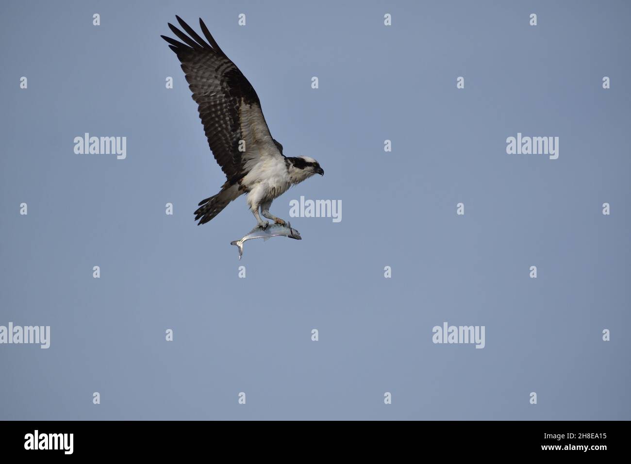 A wet Osprey flies with its claws in a fish Stock Photo - Alamy