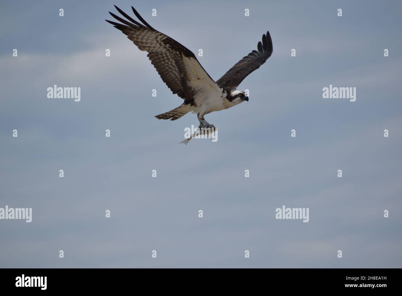 Close-up of Osprey holding a fish in its talons during flight Stock ...