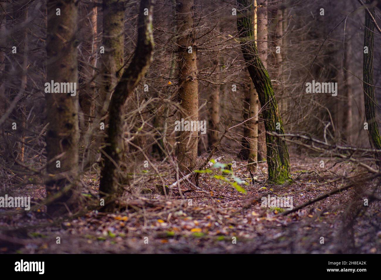 Foliage majestic hi-res stock photography and images - Alamy