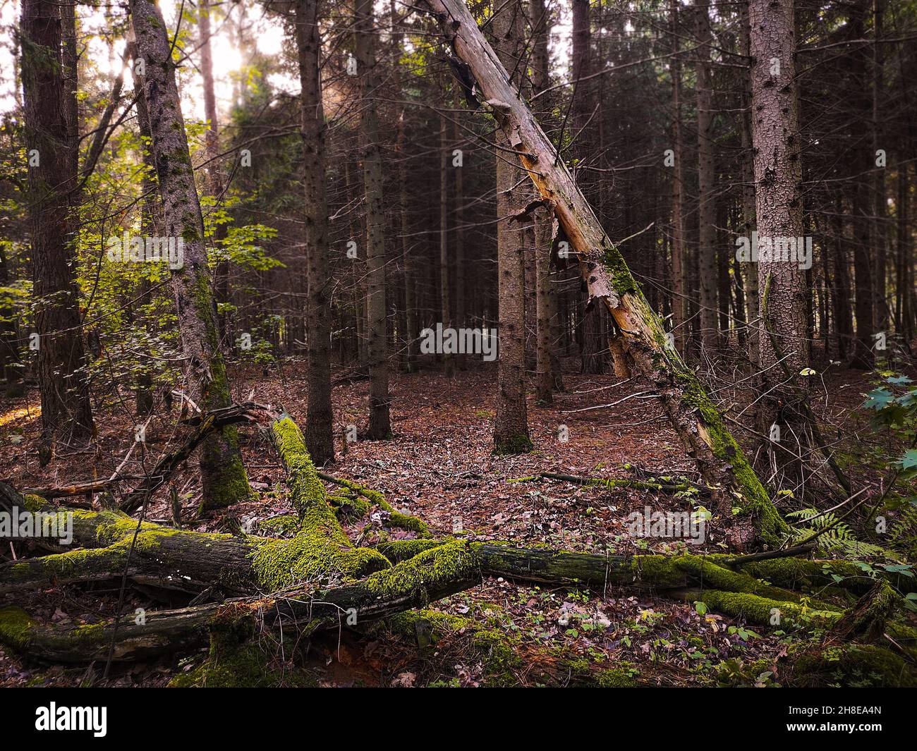 Abnormal creepy dark landscape with autumn foliage. Divine dense dark ...