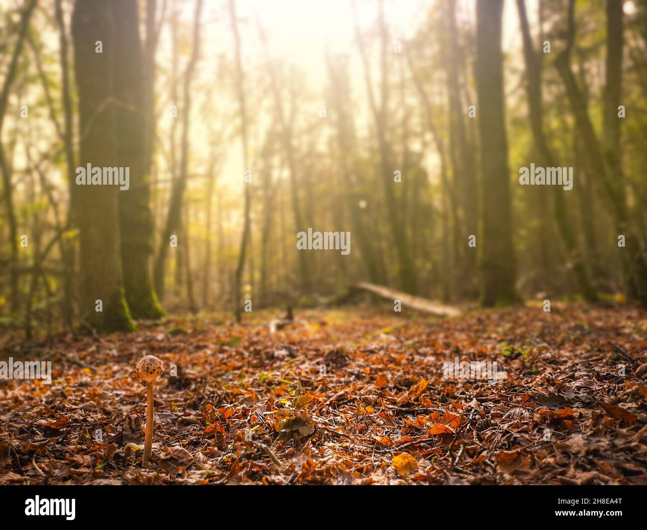 Lovely dreamy fall foggy seasonal forest. Awesome dream forest places ...