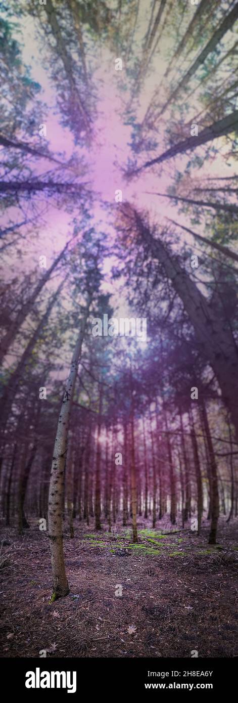 Strange fall forest with magical atmosphere panoramic picture ...