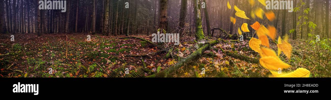 Awesome autumn wild area panoramic banner with falling flying vivid ...