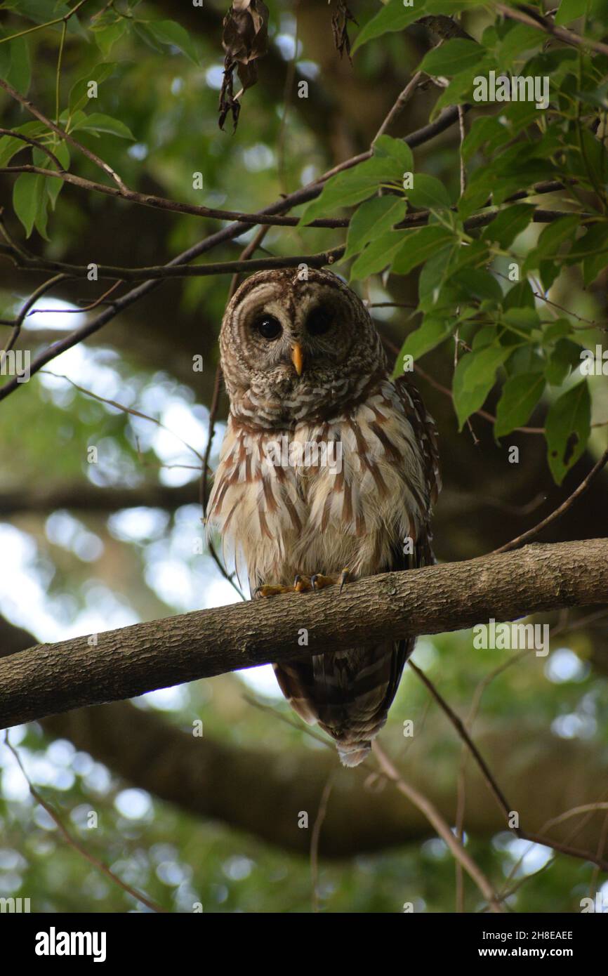 Claws bird close up hi-res stock photography and images - Alamy