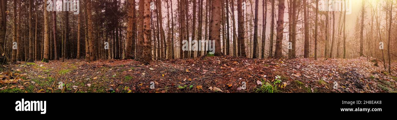 Strange fall forest with magical atmosphere panoramic picture ...