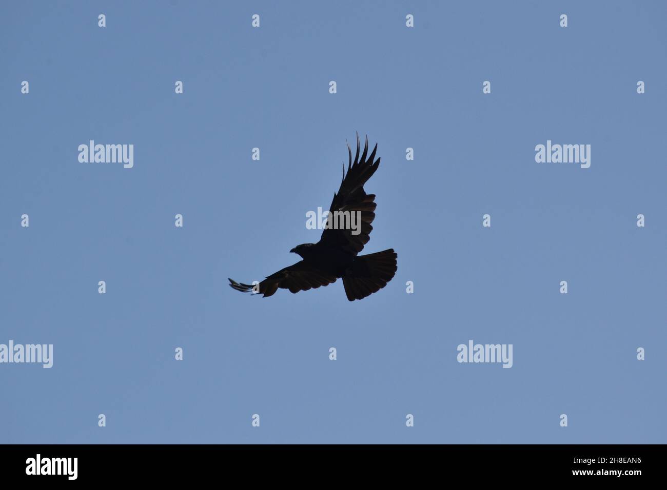 Silhouette of black Fish Crow in flight on clear day Stock Photo - Alamy