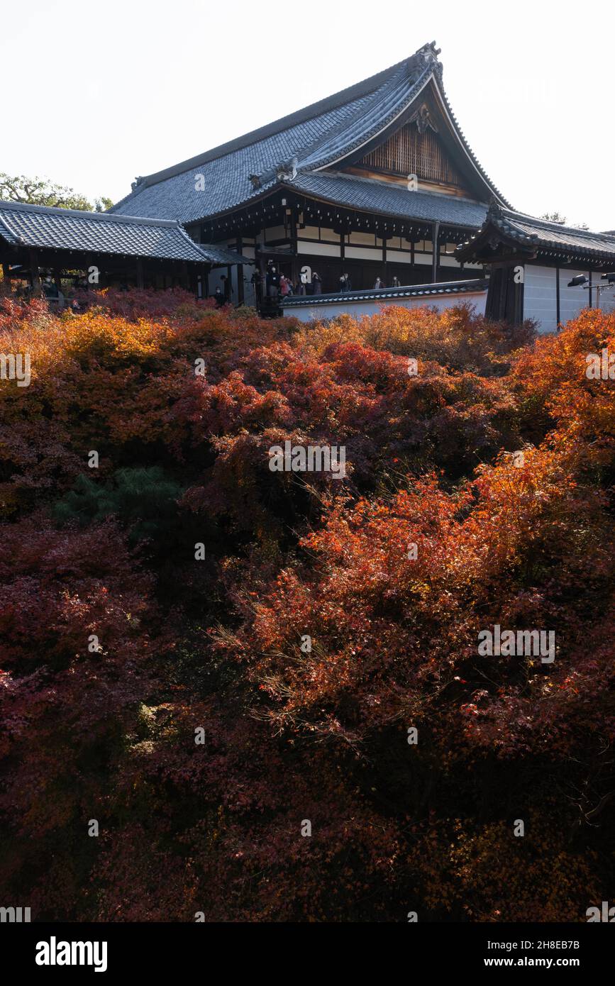 Kyoto, Japan. 26th Nov, 2021. Autumn colored leaves and the abbot's ...