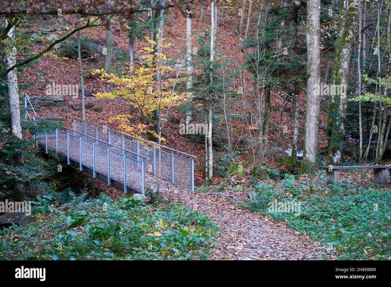A steel bridge leads over a river in the black forest, through a lot of ...