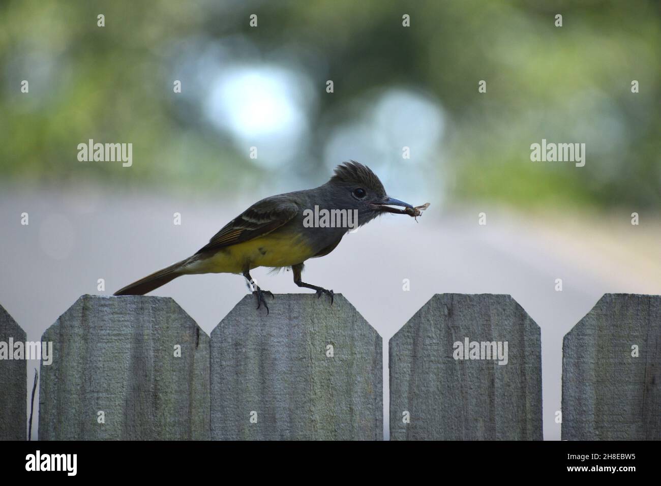 A male Great-crested Flycatcher catches a flying bug Stock Photo - Alamy