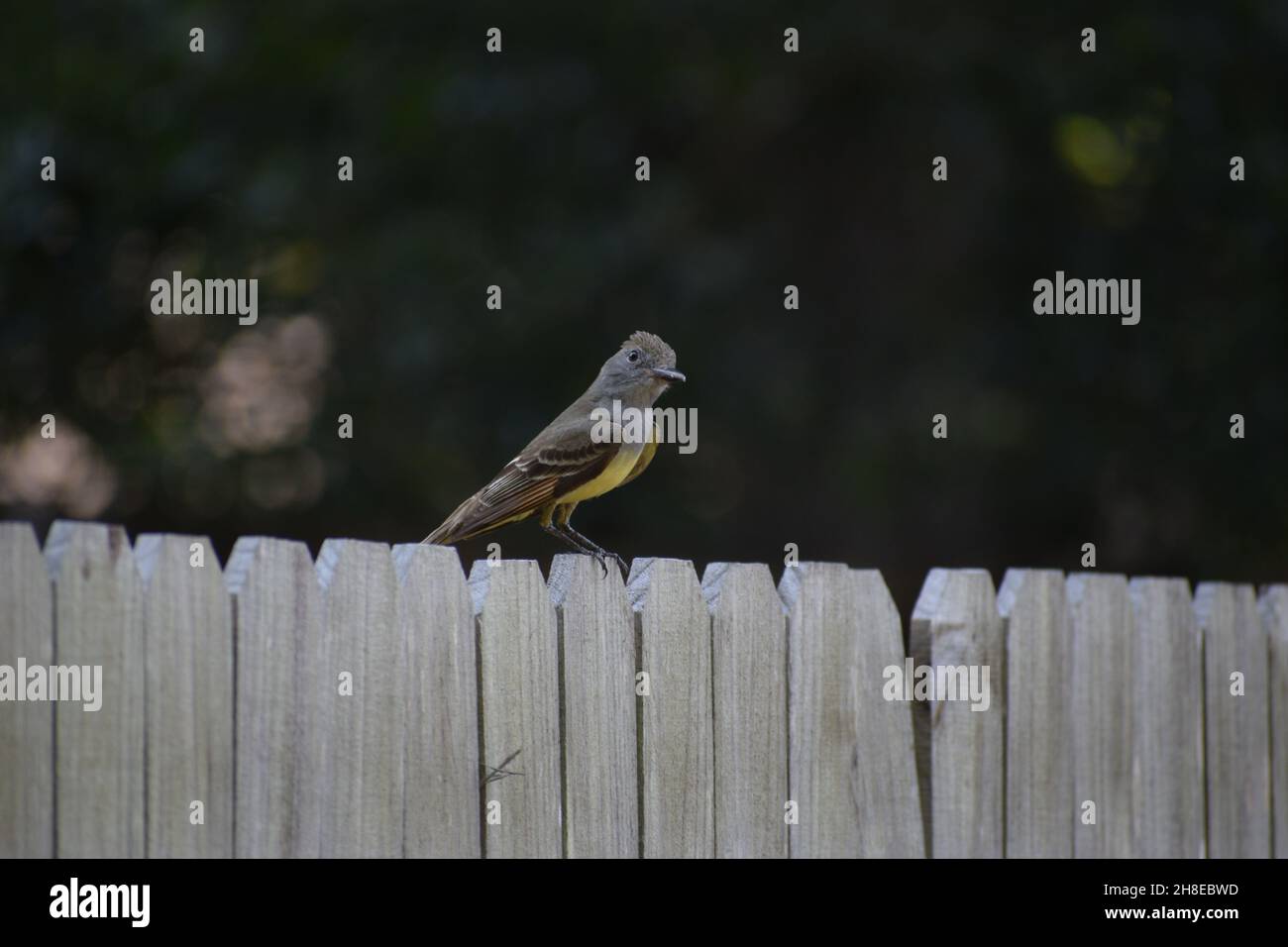 A male Great-crested Flycatcher shows its yellow under belly Stock ...