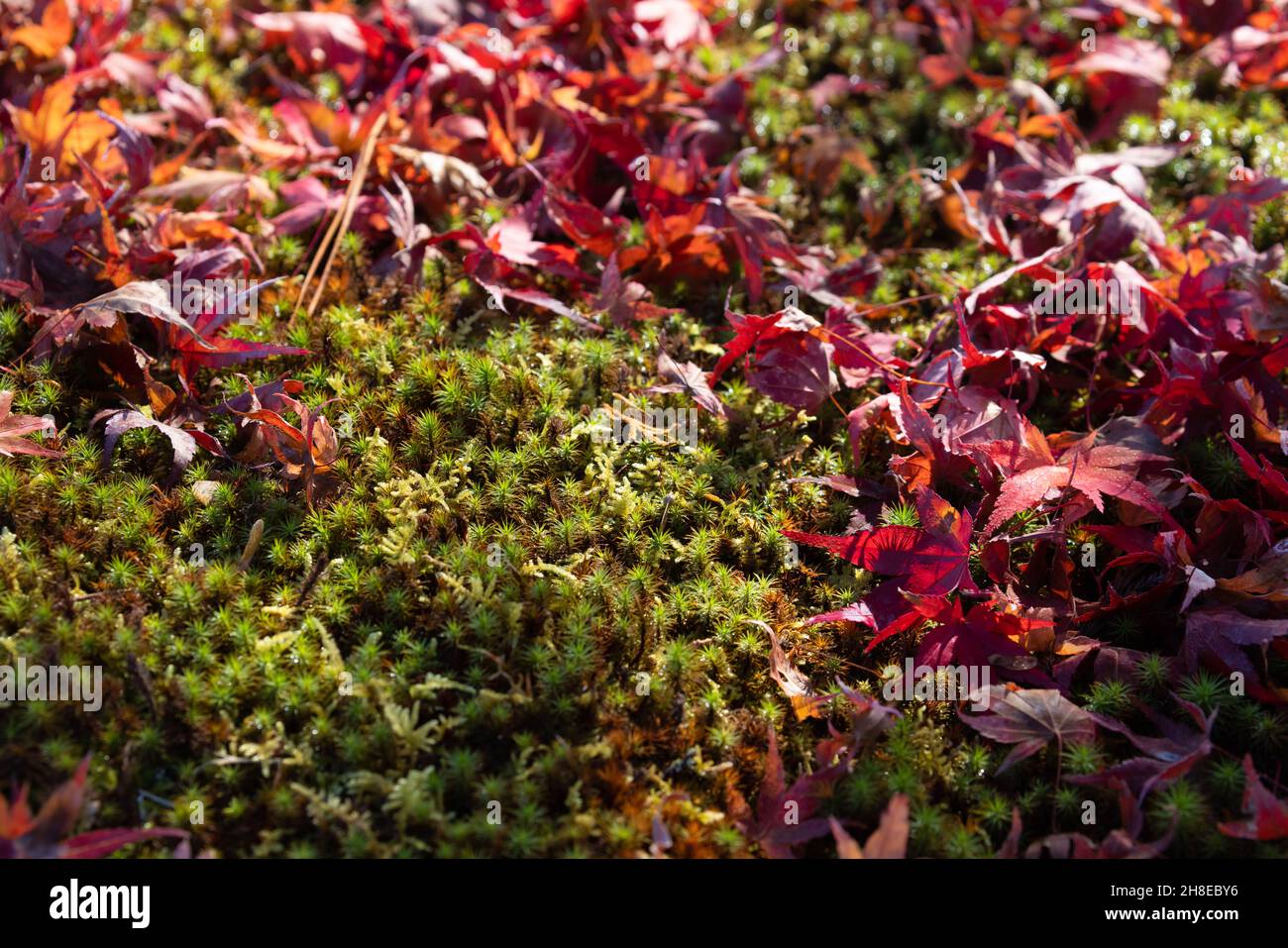 Moss covered ground with fallen red leaves inside the garden of Buddhist Tofuku-ji Temple.Tofuku ...