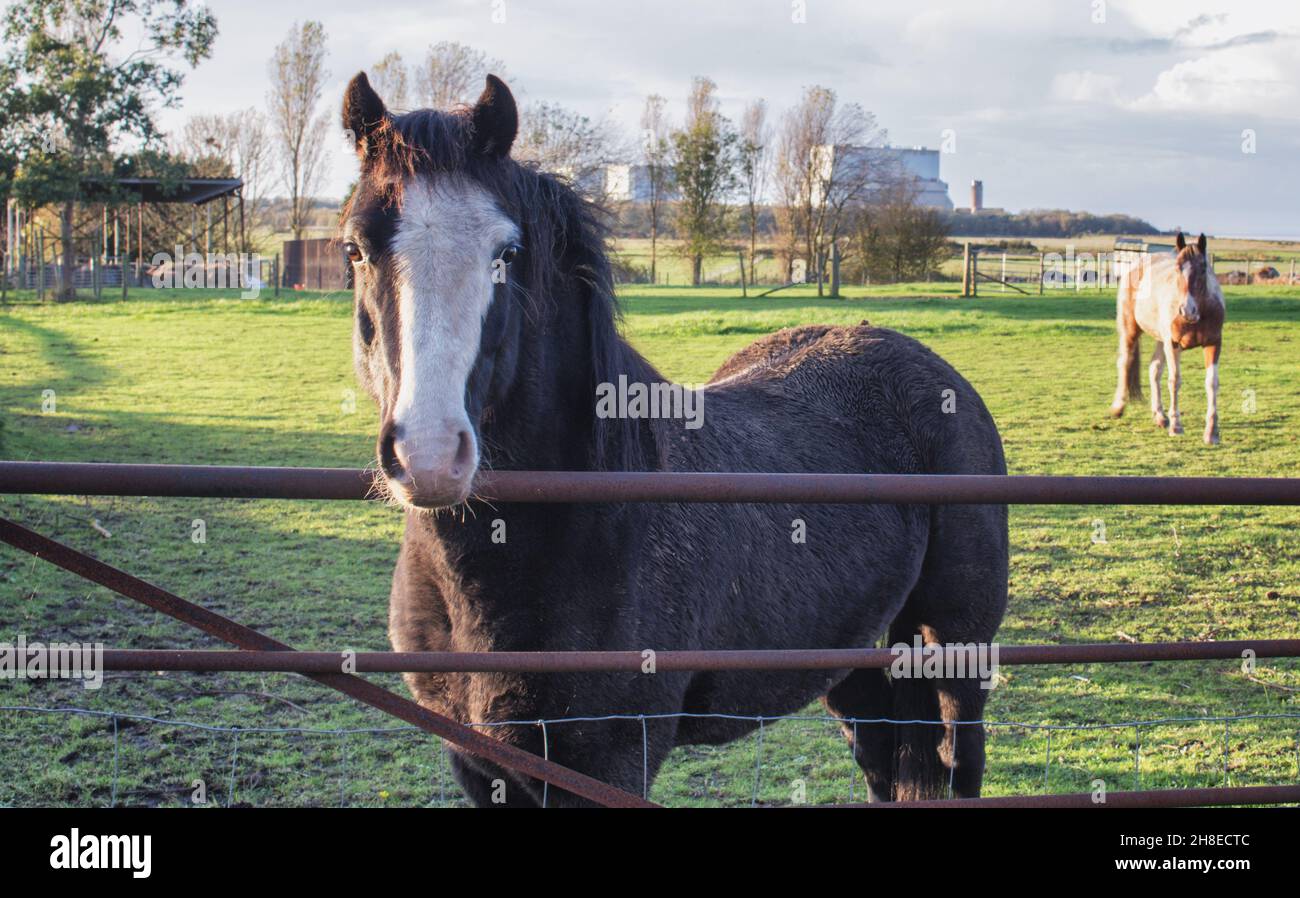 Magnox sellafield hi-res stock photography and images - Alamy