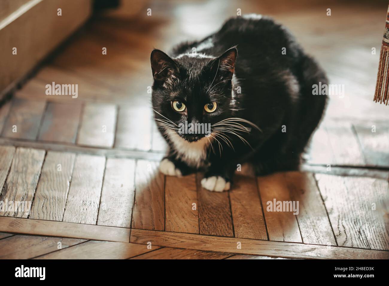 Black cat sits on floor hi-res stock photography and images - Alamy