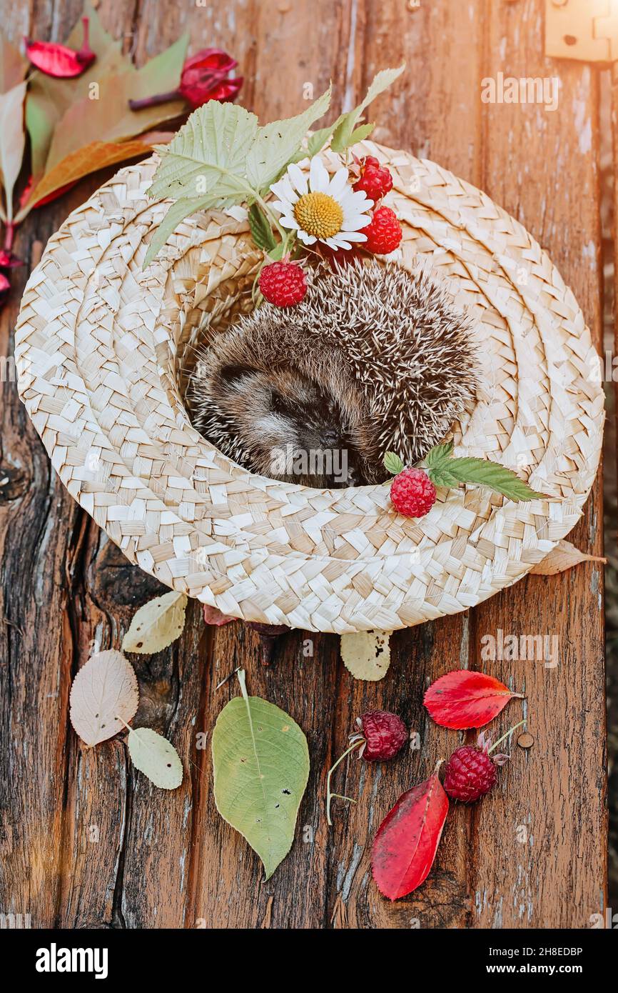 Autumn composition. The hedgehog lies in a straw hat with flowers and ...