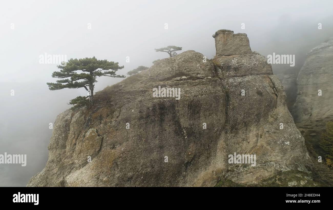 Green tree on edge of cliff in fog. Shot. Stone pillar on rock immersed ...