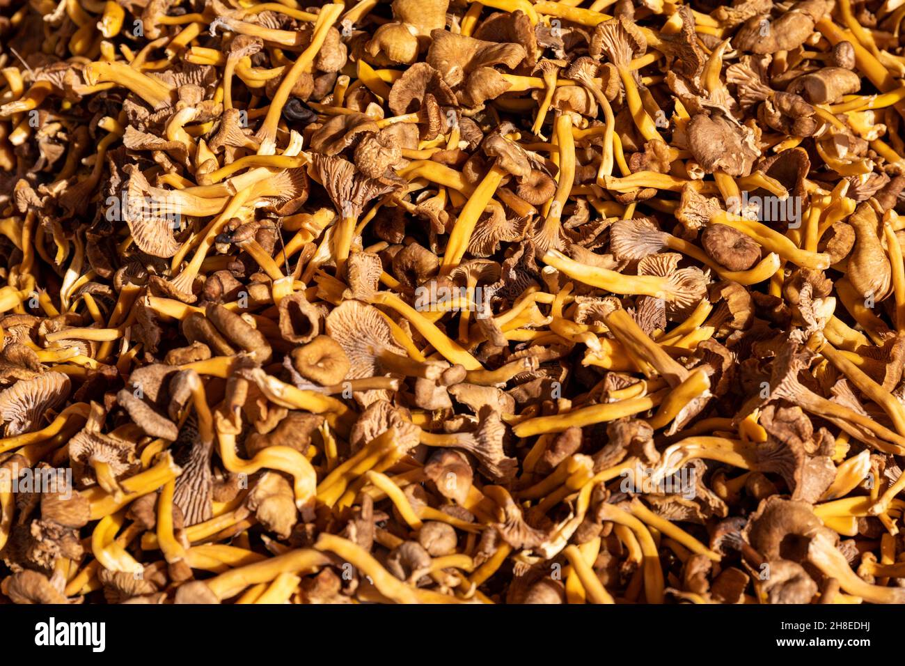 Girolles Mushrooms High Resolution Stock Photography and Images - Alamy