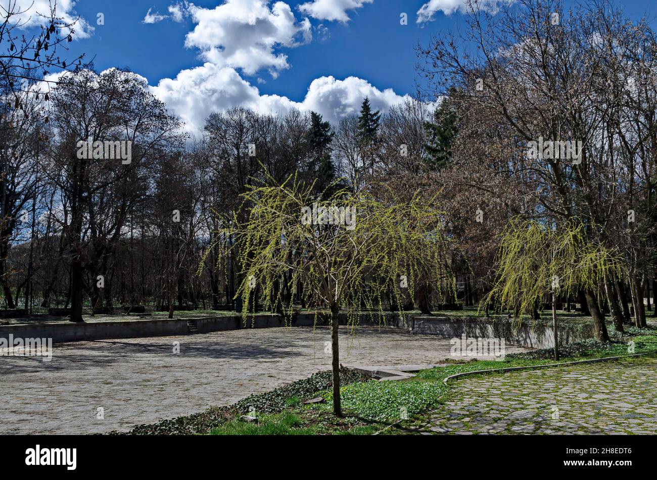Fresh view of early spring in the forest of the park with new green ...
