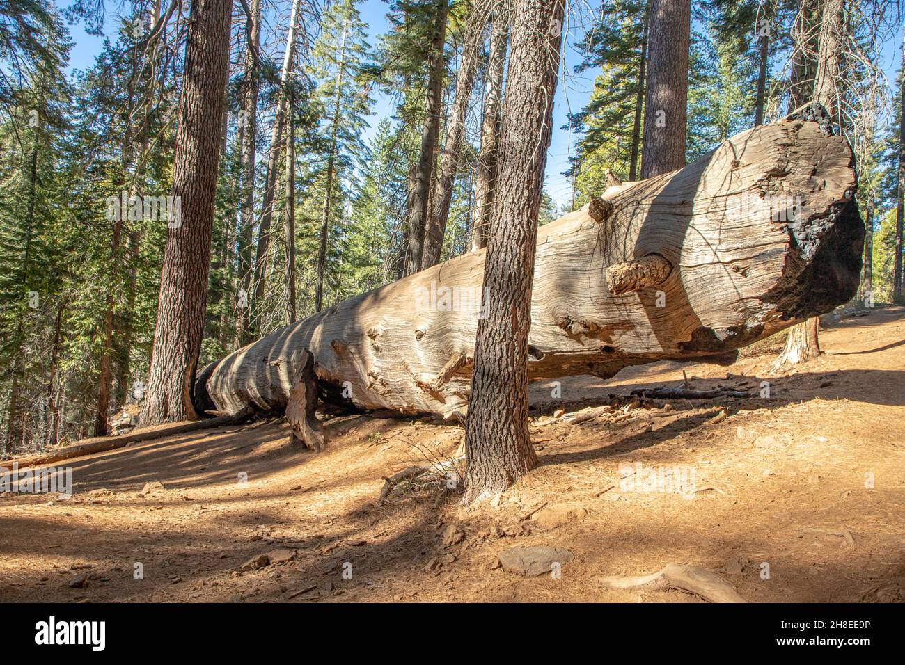 Giant sequoia tuolumne grove yosemite hi-res stock photography and ...