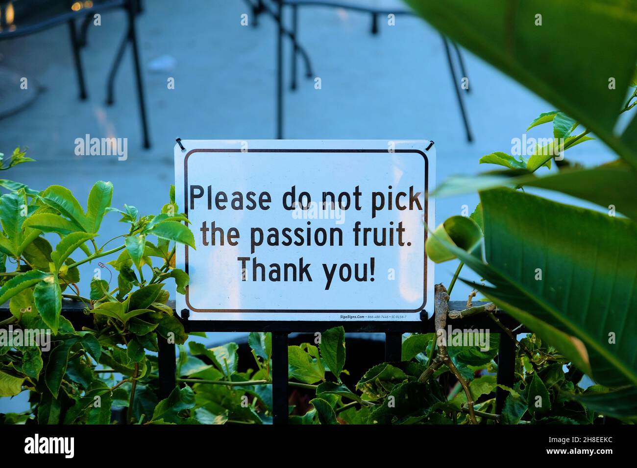 A sign asking patrons at an outdoor cafe to "Please do not pick the ...