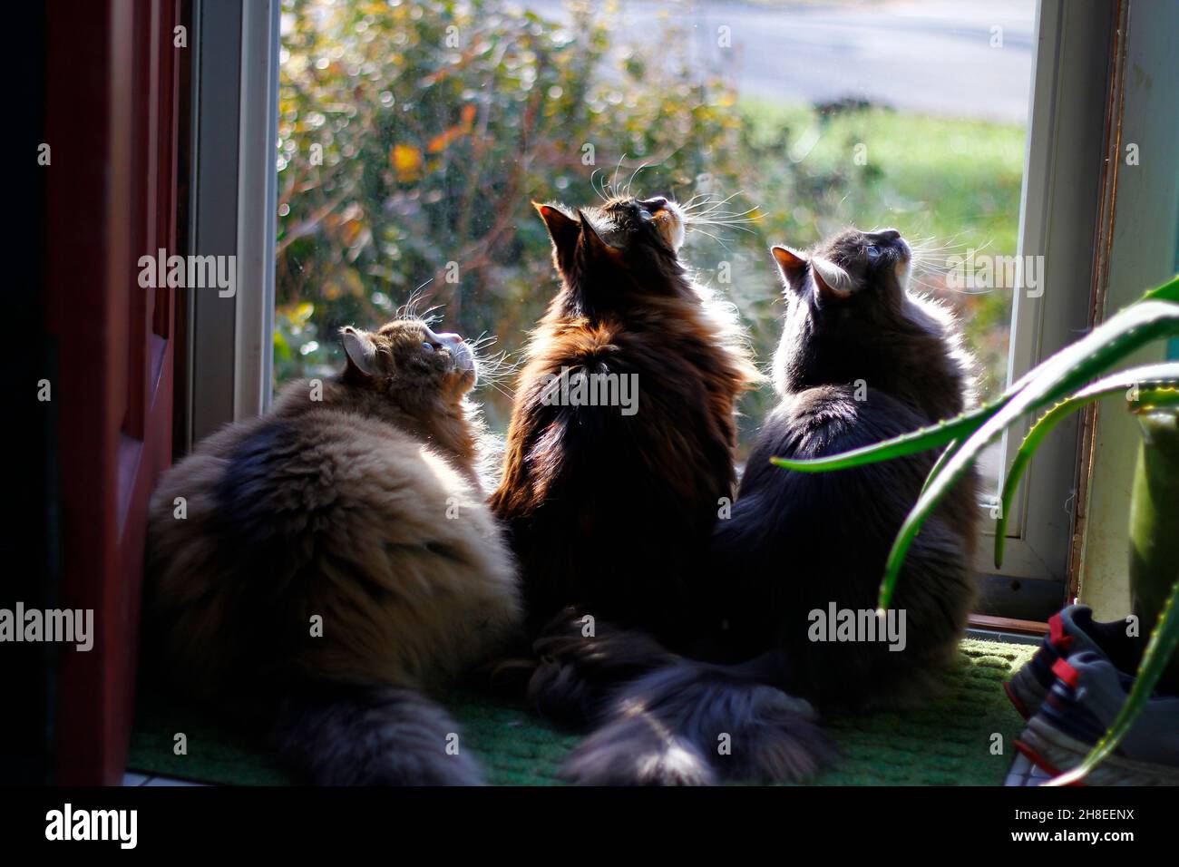 Ragamuffin, Maine Coon and Grey Medium-haired cats intently looking up ...