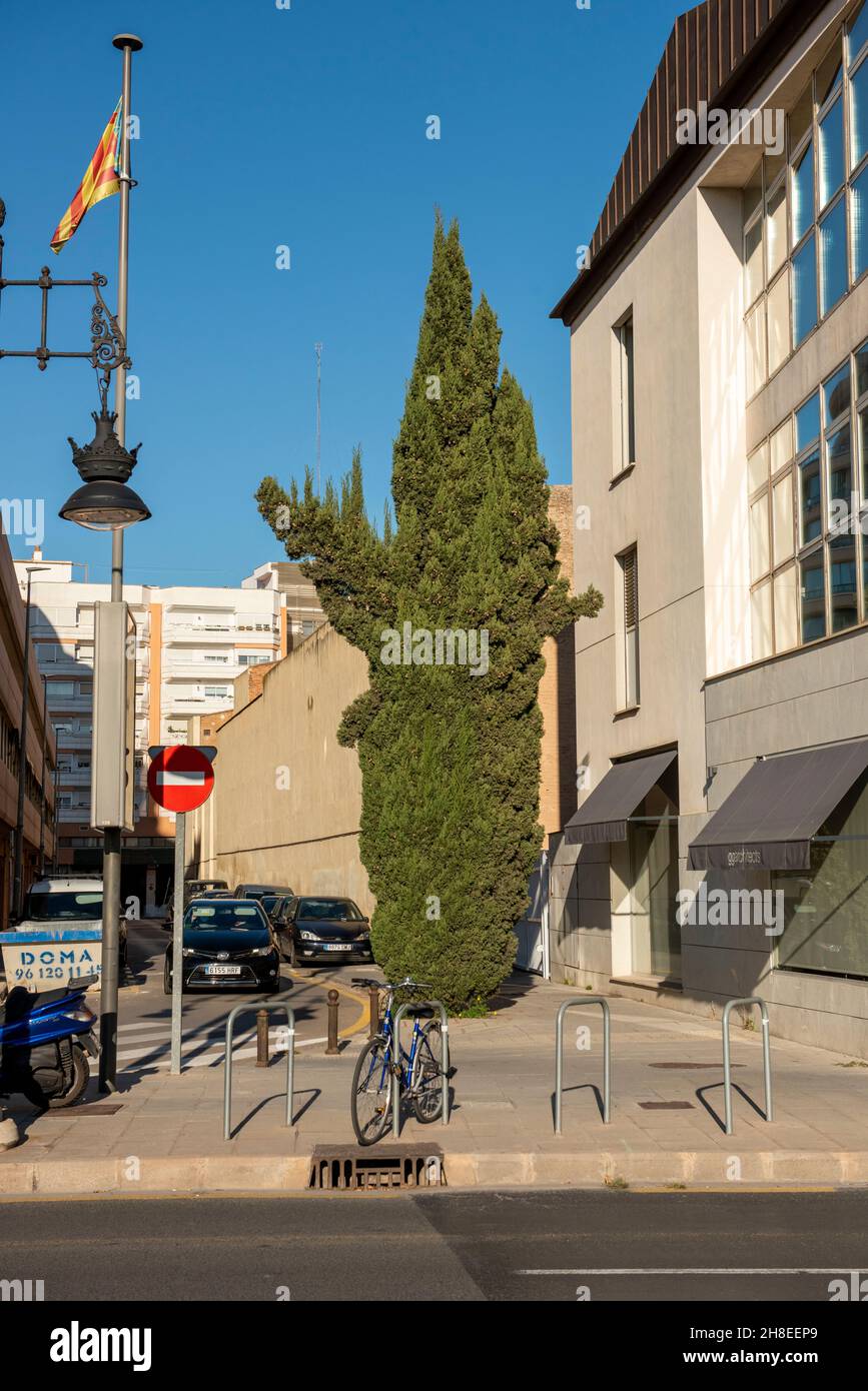 Valencia green tree Stock Photo - Alamy