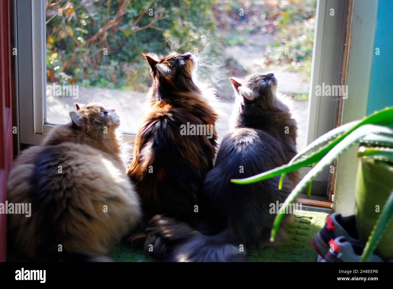 Ragamuffin, Maine Coon and Grey Medium-haired cats intently looking up ...