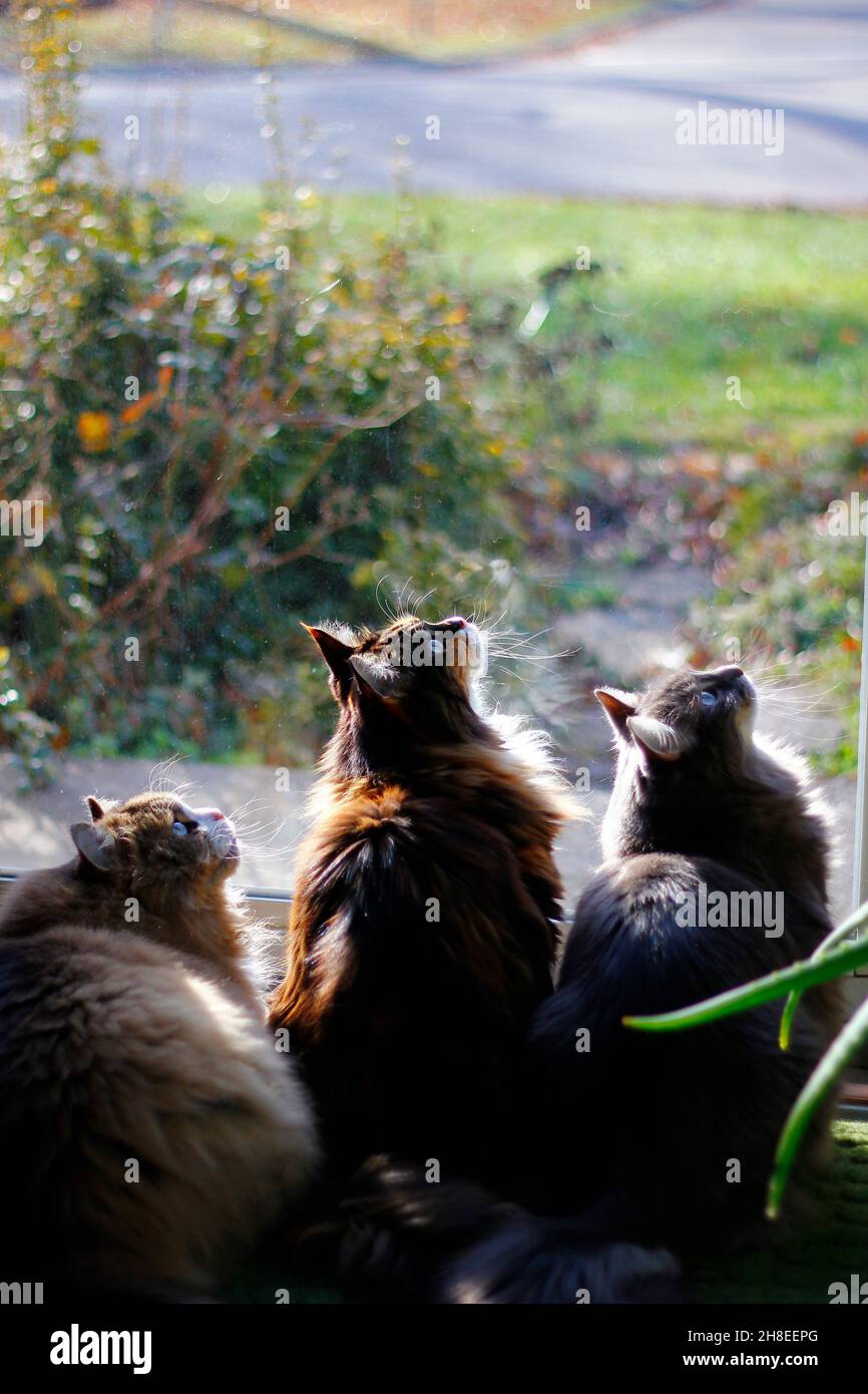 Ragamuffin, Maine Coon and Grey Medium-haired cats intently looking up ...