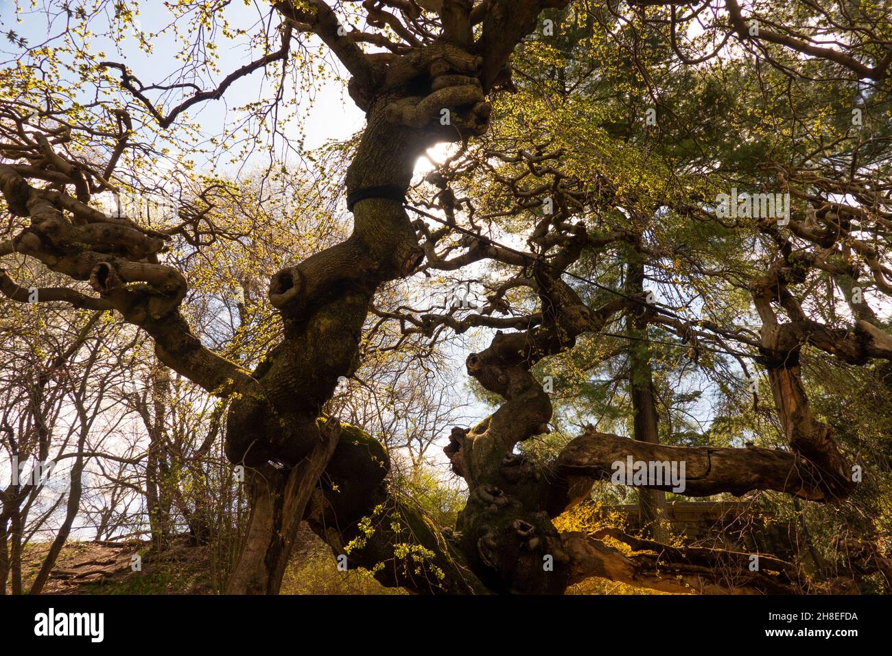 Camperdown Elm tree in Prospect Park Brooklyn NYC Stock Photo - Alamy