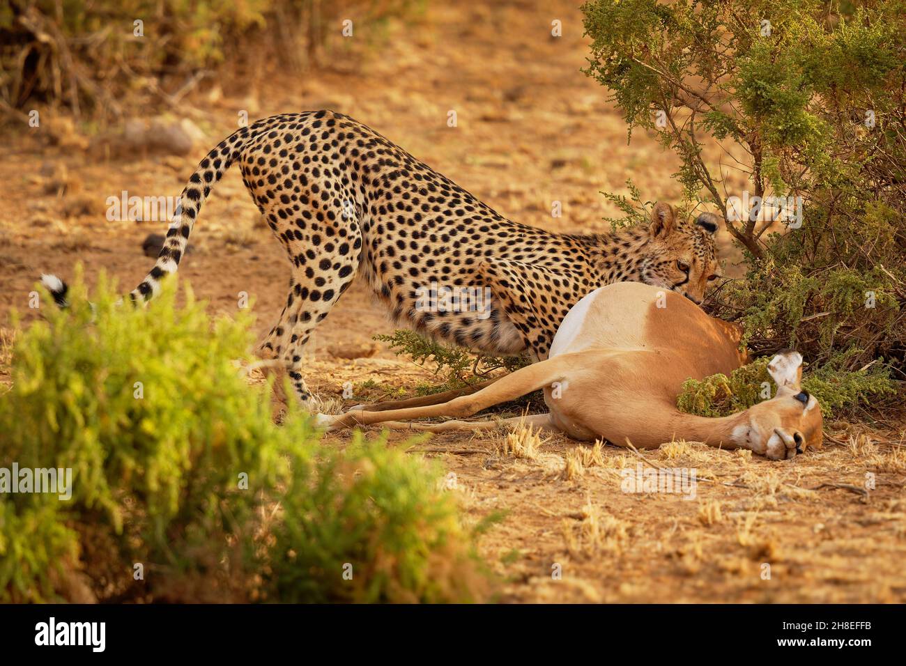 Cheetah - Acinonyx jubatus large cat native to Africa and central Iran ...