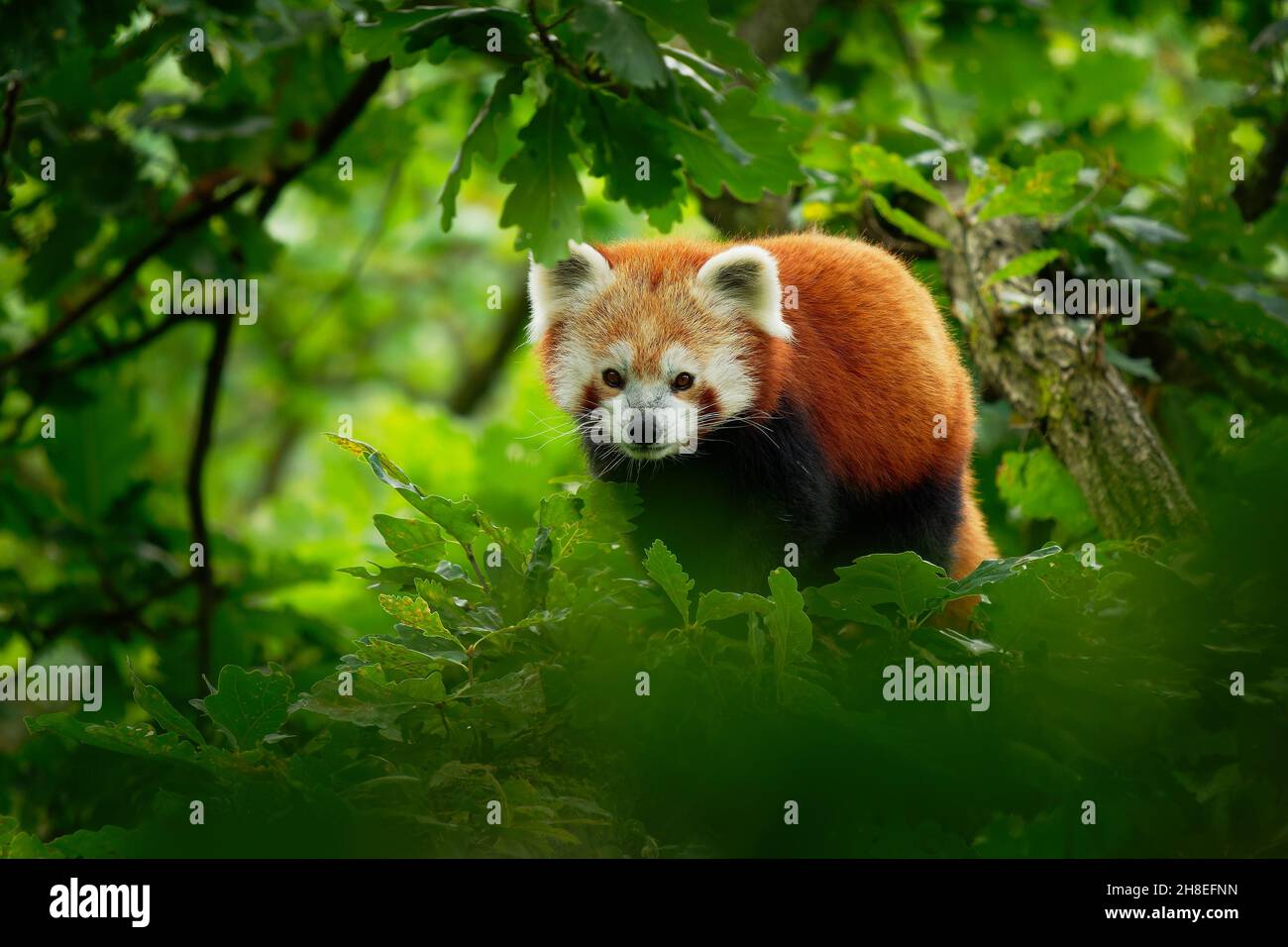 Red Panda - Ailurus fulgens walking and climbing on the branch in the ...