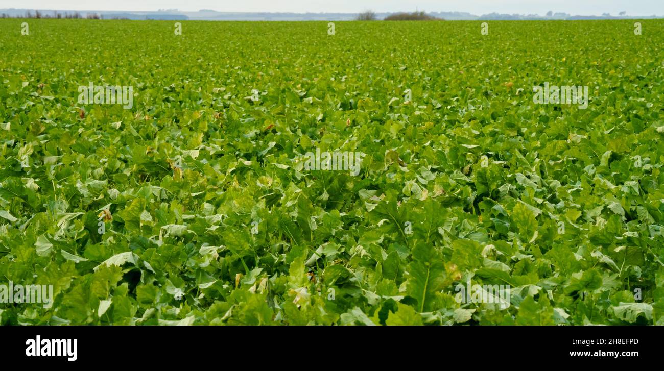 a field of winter green leaved harvest turnips stratching in to the ...