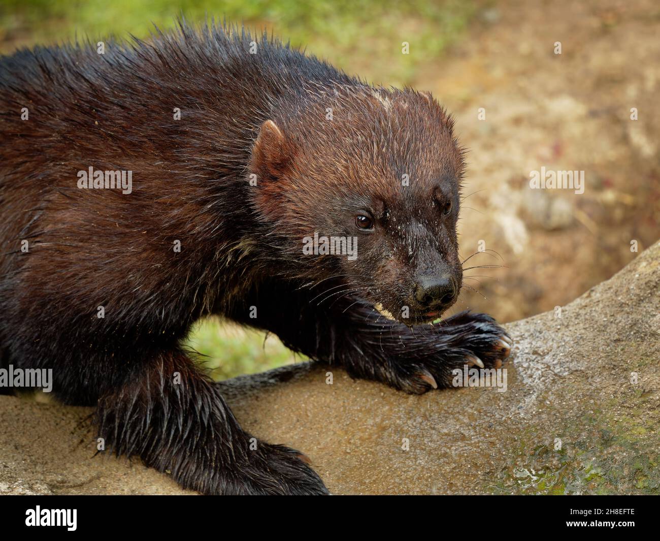 Wolverine - Gulo gulo also the glutton, carcajou or quickhatch (from ...