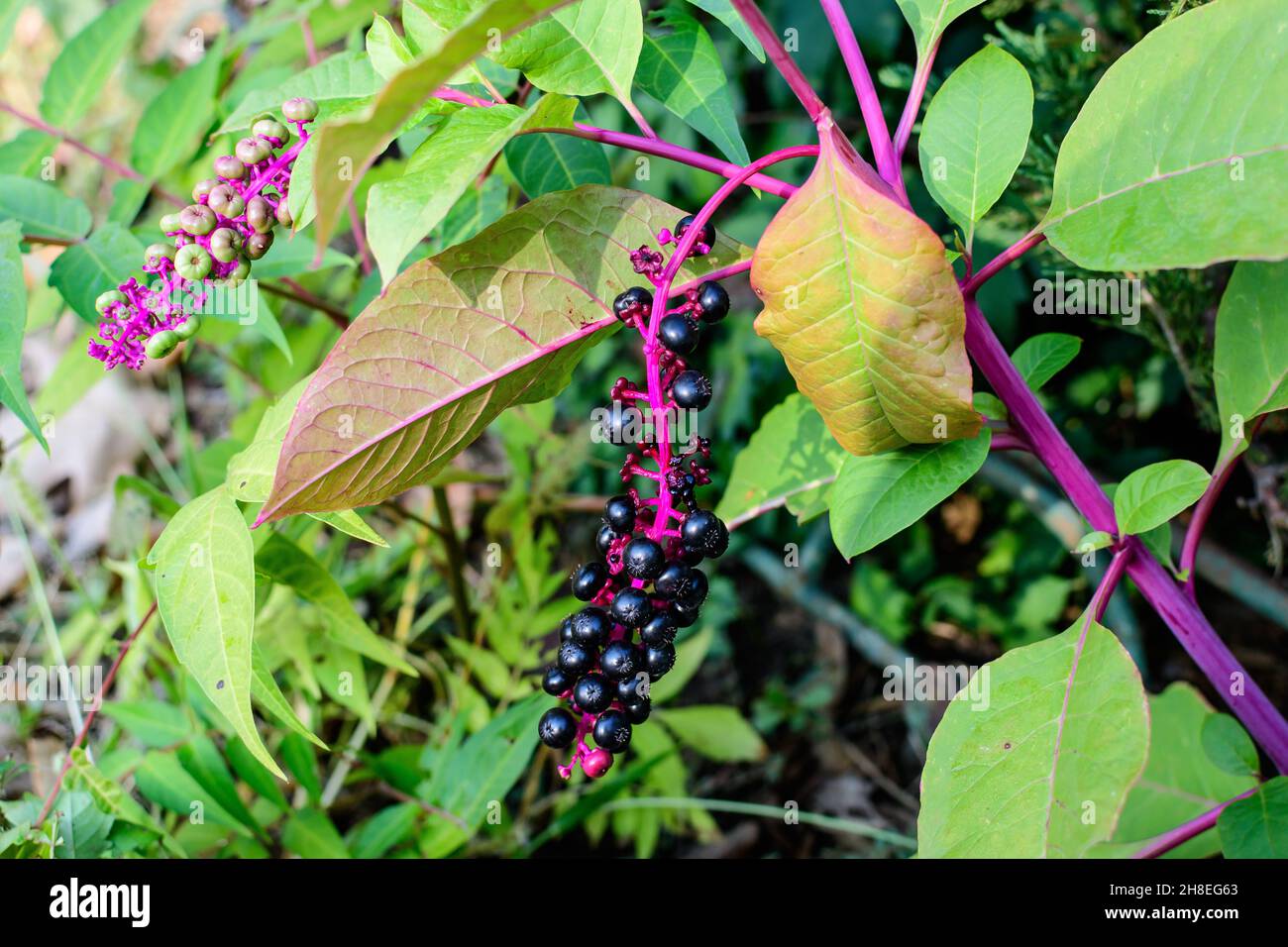 Small black fruits of Phytolacca plant, also known as pokebush ...