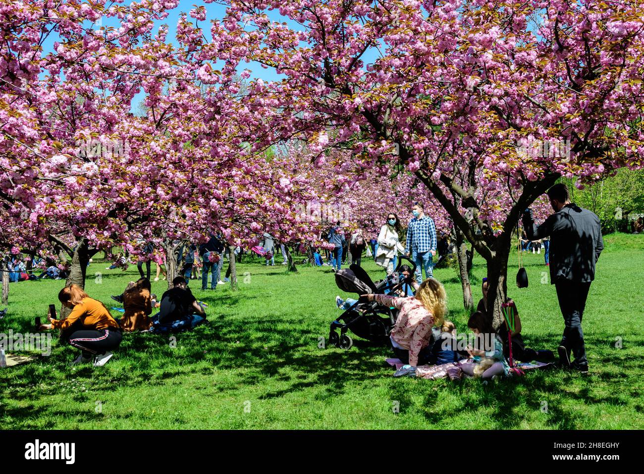 Bucharest, Romania, 25 April 2021 Large cherry trees with many pink ...