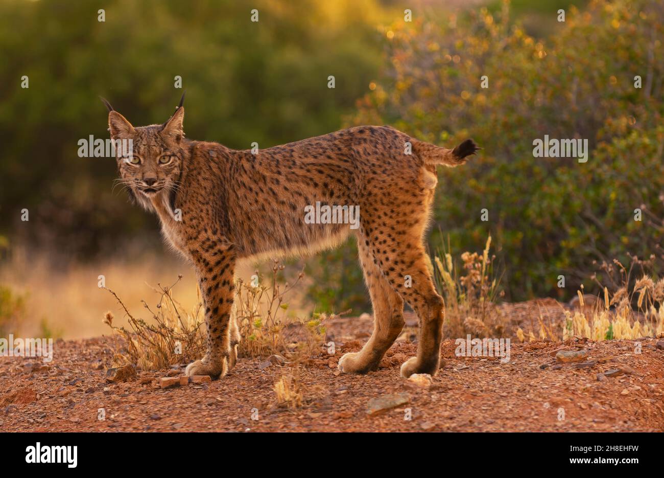 Iberian lynx, Lynx pardinus, wild cat endemic to Iberian Peninsula in ...