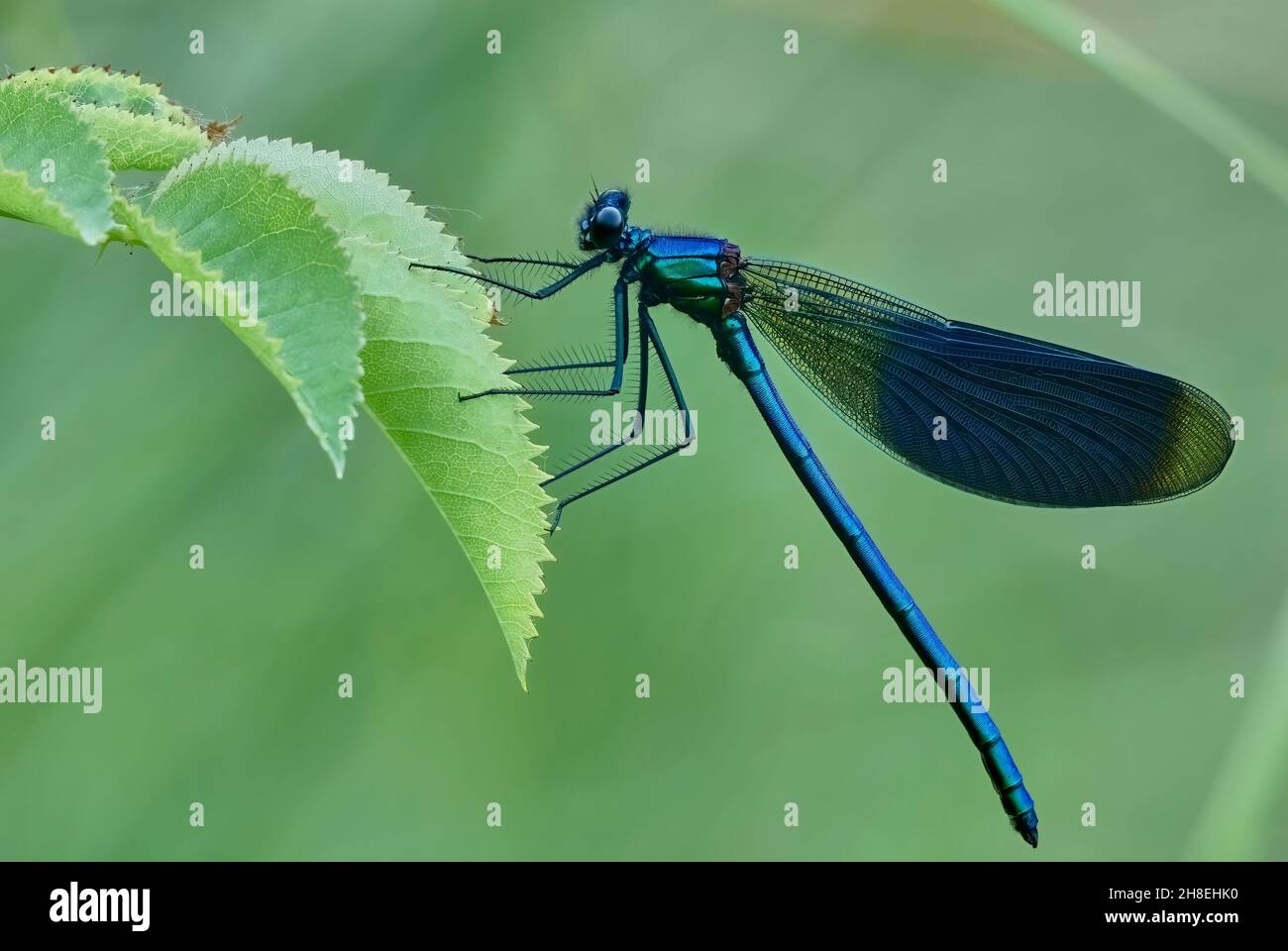 Calopterix splendens hi-res stock photography and images - Alamy