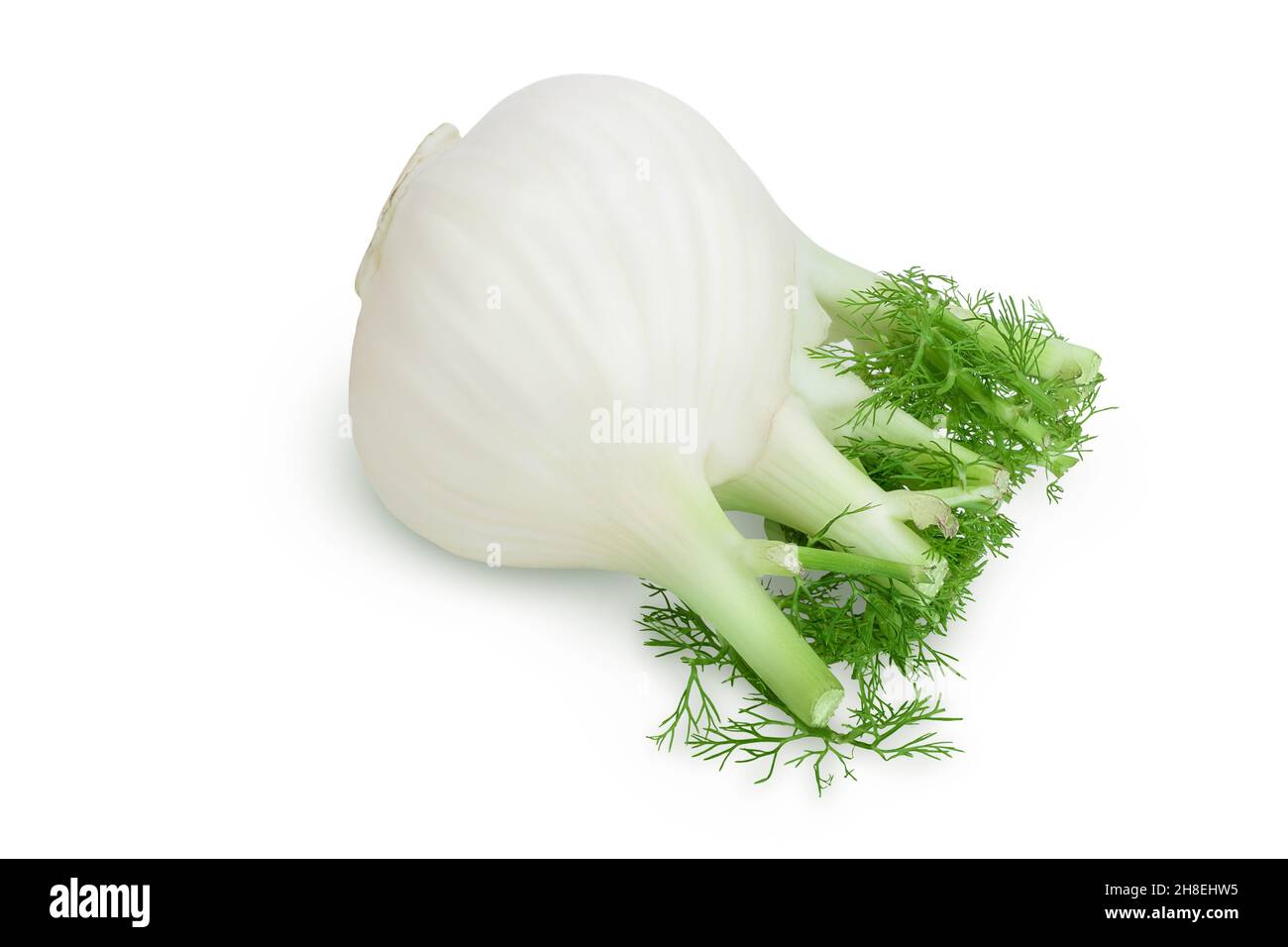 fresh fennel bulb isolated on white background with clipping path and ...