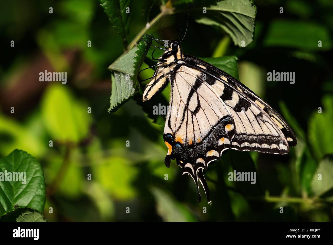 Tiger swallowtails hi-res stock photography and images - Alamy