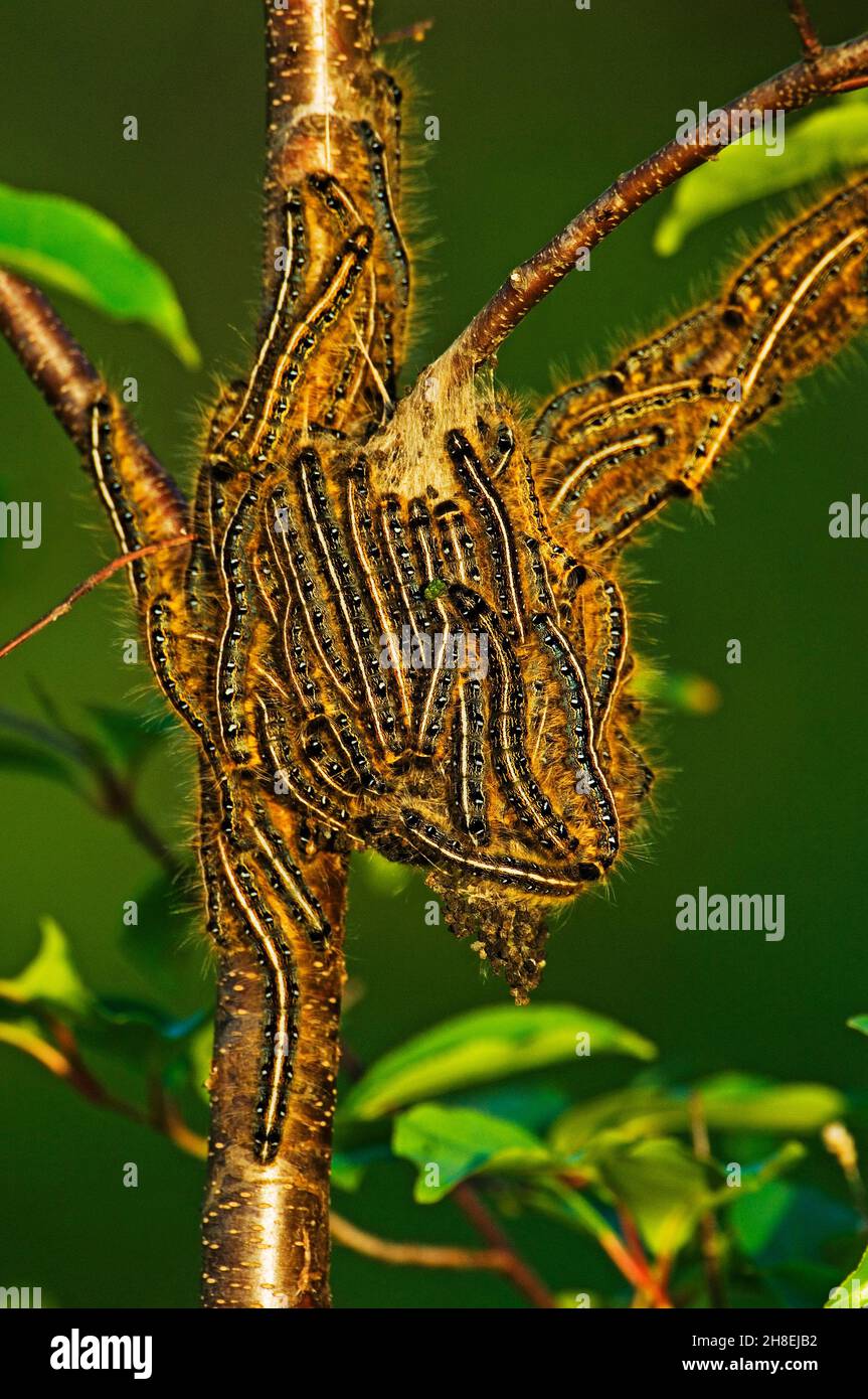 Caterpillar cluster hi-res stock photography and images - Alamy