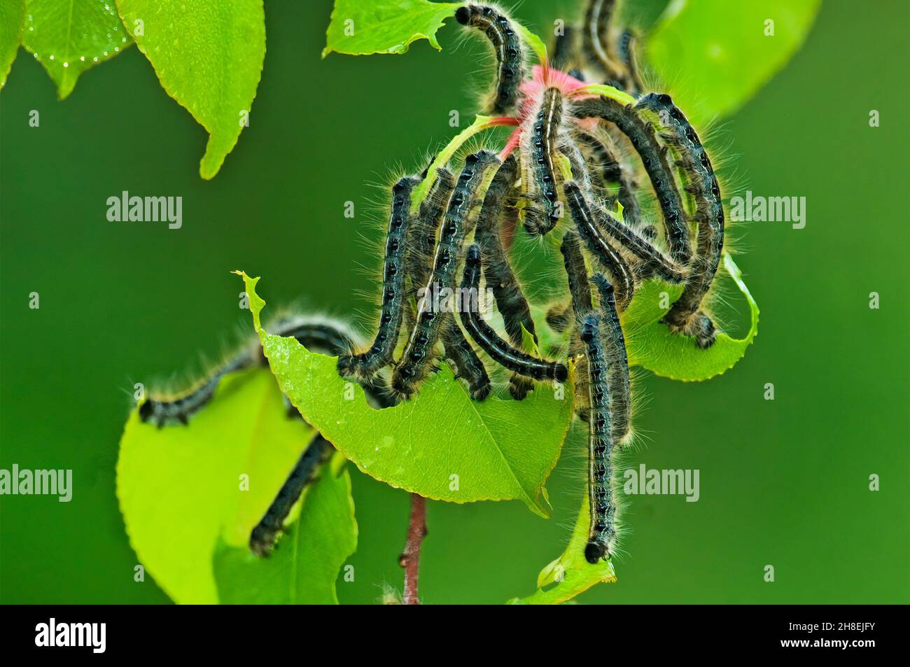 Caterpillars hi-res stock photography and images - Alamy