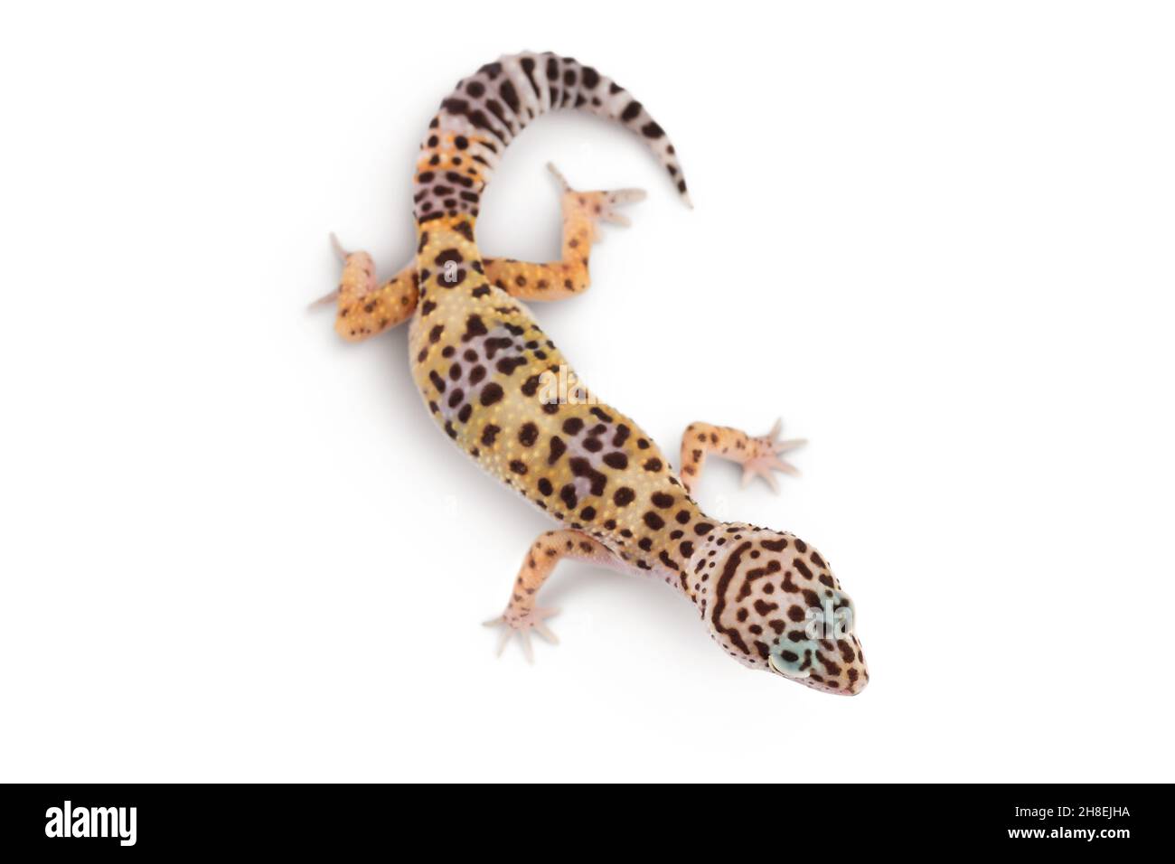 Leopard gecko or Eublepharis macularius isolated on white background ...