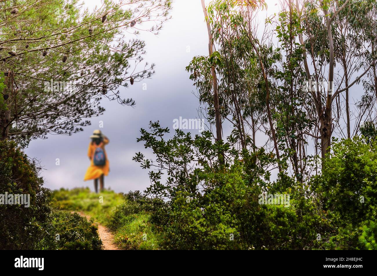 Selective focus shot of plants surrounding a path with a lady walking ...