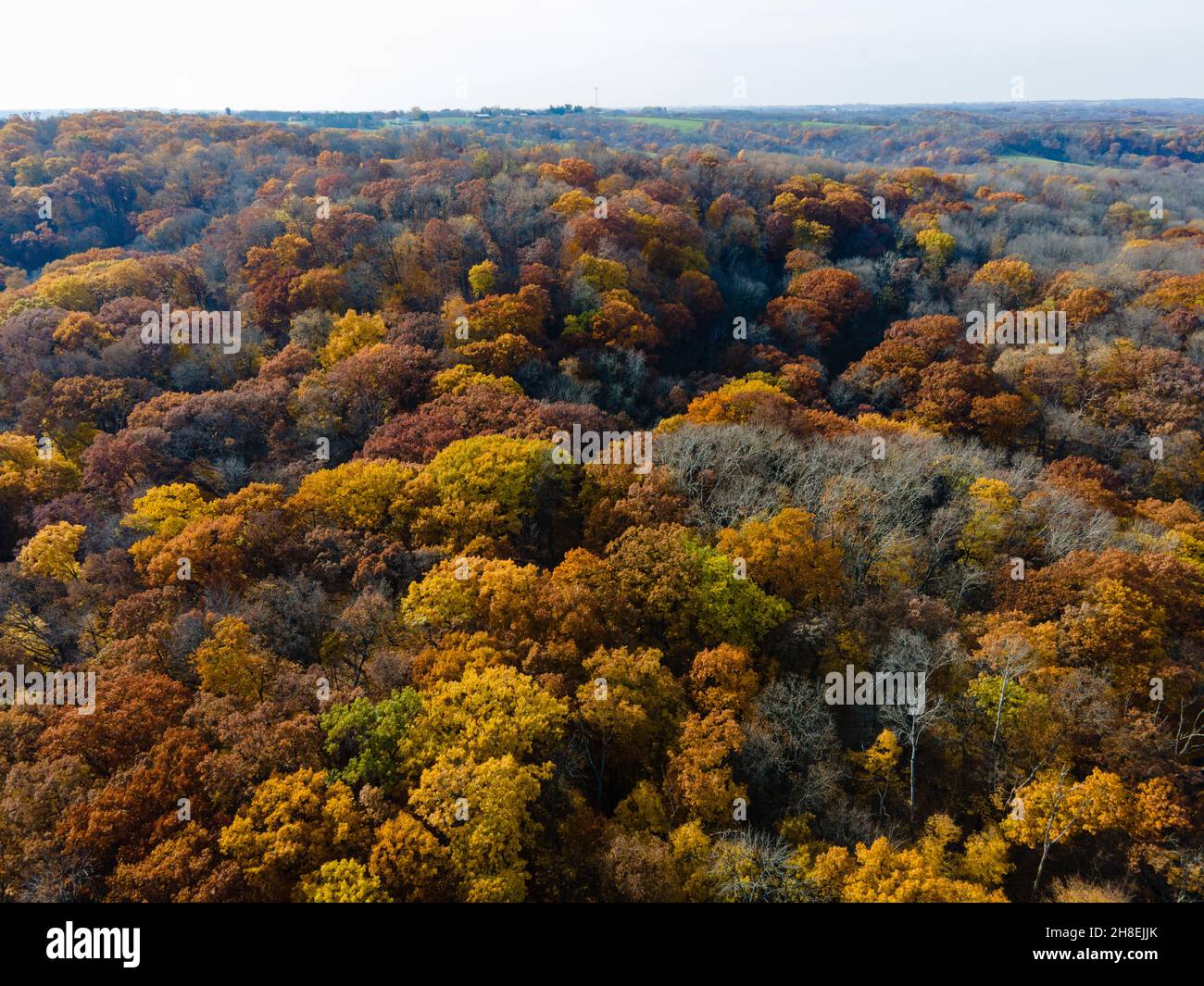 Aerial image oak tree hi-res stock photography and images - Alamy