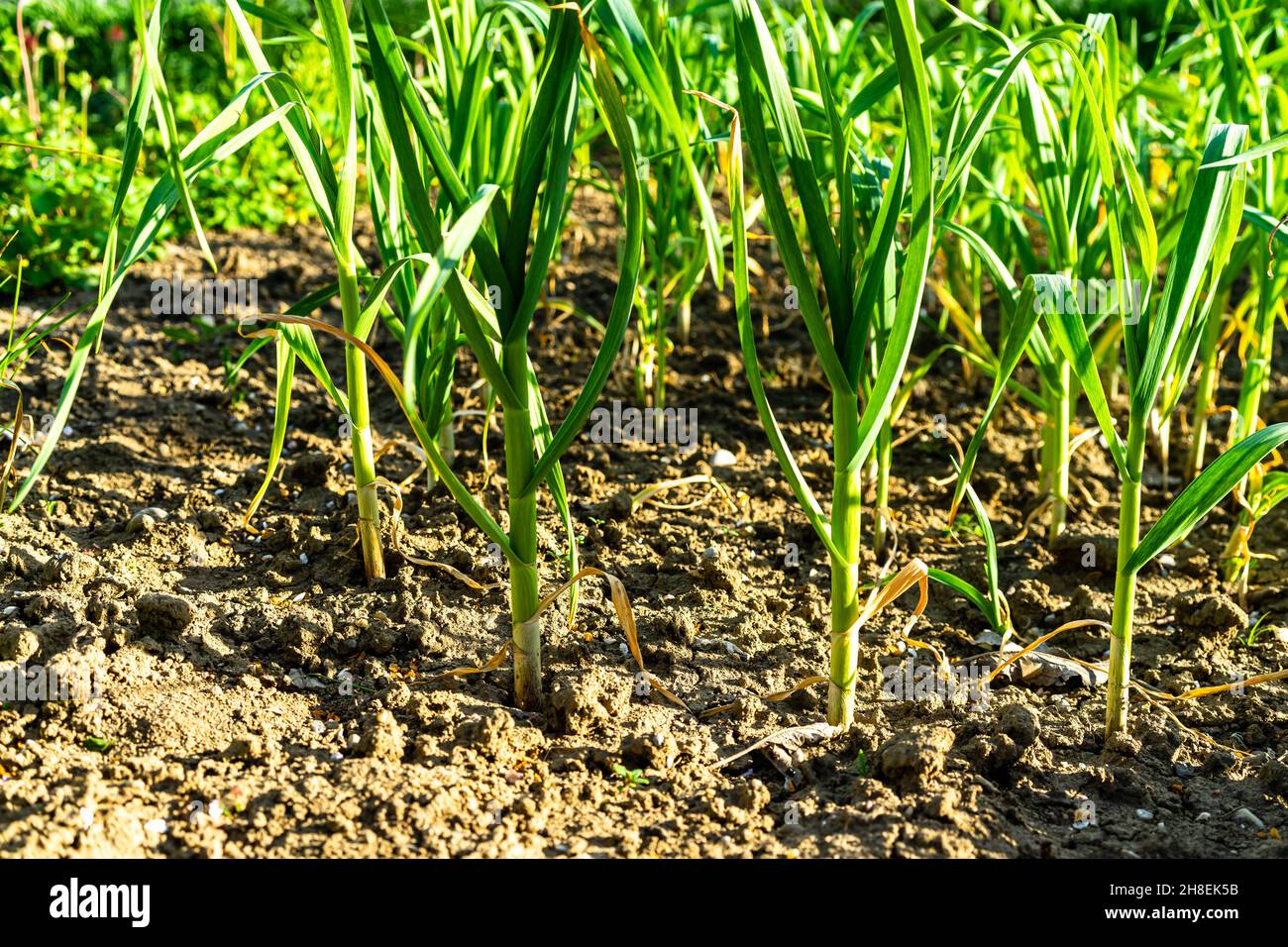 Closeup of spring onions grown in vegetable garden plots Stock Photo ...