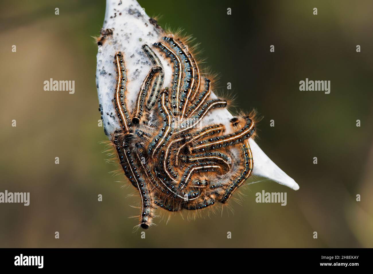 Tent caterpillar cluster and web Stock Photo - Alamy