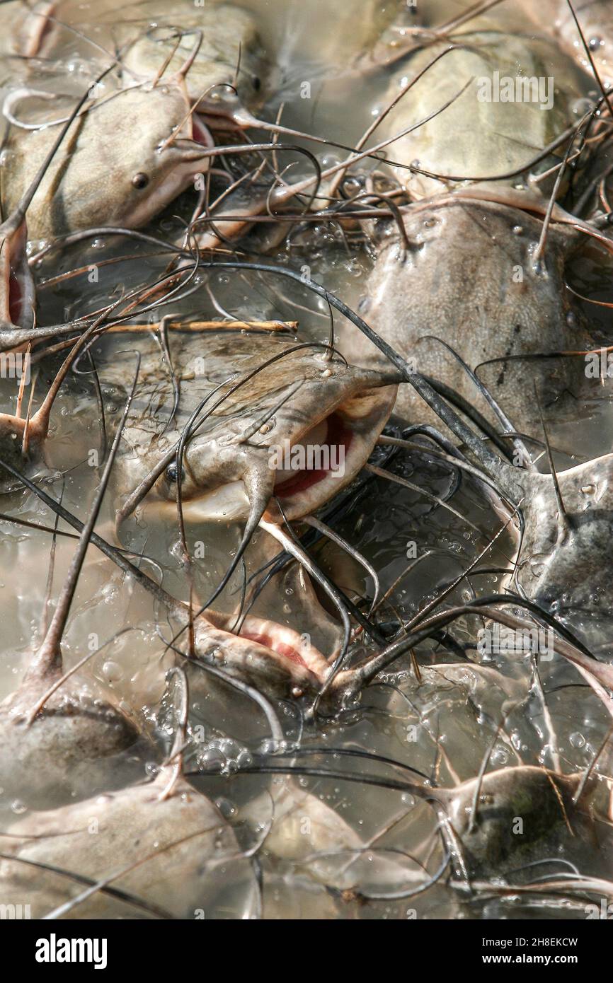 Clarias High Resolution Stock Photography and Images - Alamy