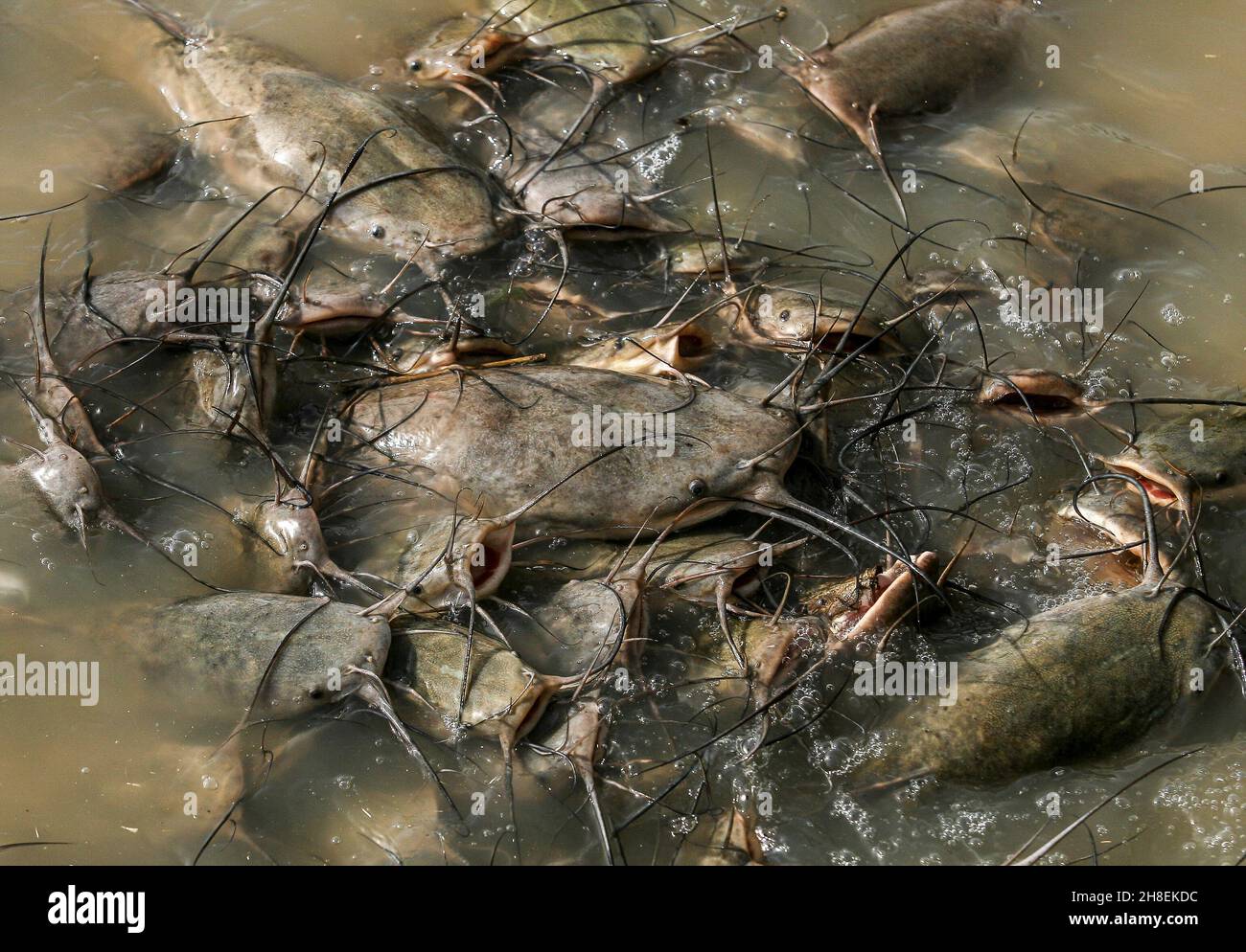 Clarias High Resolution Stock Photography and Images - Alamy