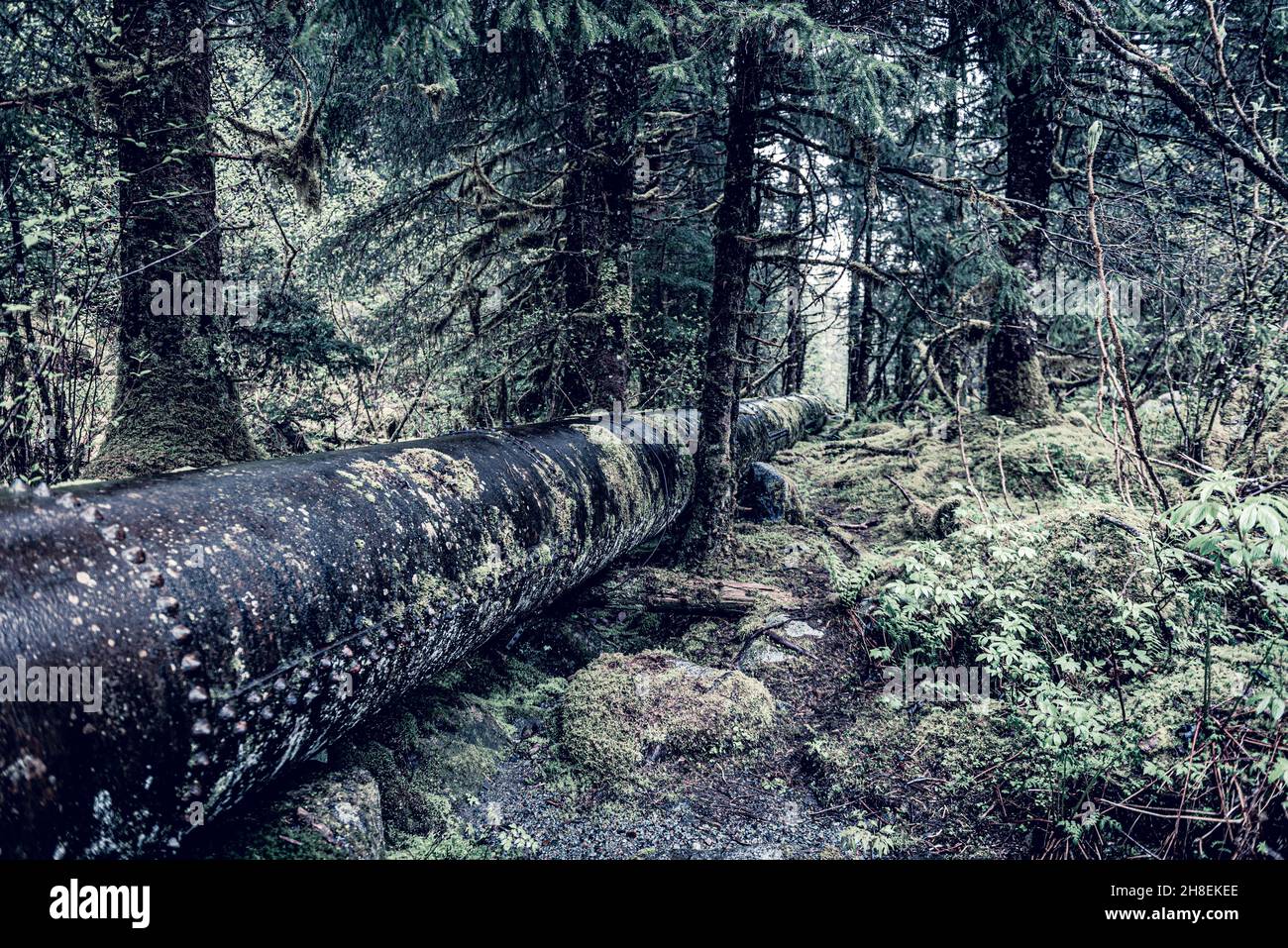 Photo of a pipeline running through a rain forest in Alaska Stock Photo ...