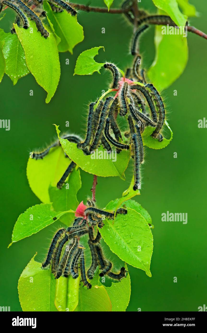 Tent caterpillar cluster on black cherry tree Stock Photo - Alamy