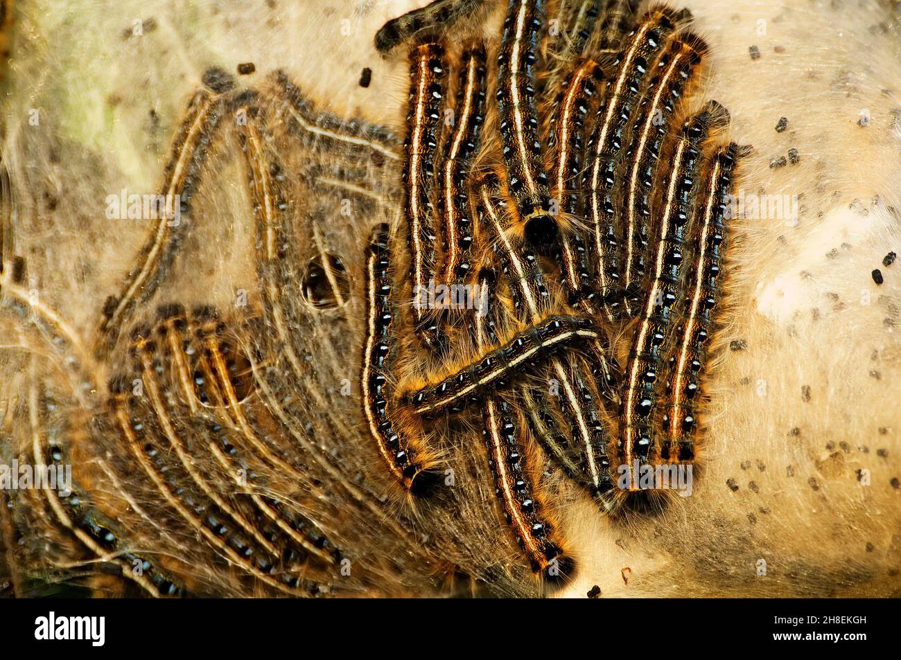 Caterpillar cluster hi-res stock photography and images - Alamy Caterpillar cluster hi-res stock photography and images - Alamy